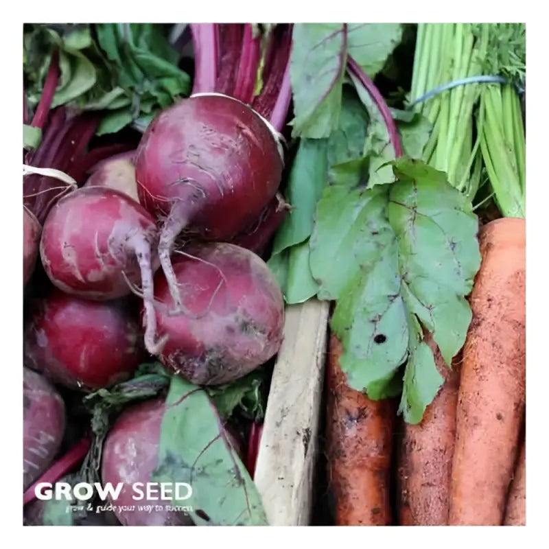 Root Vegetable Seed Kit - ALS Survival Ltd